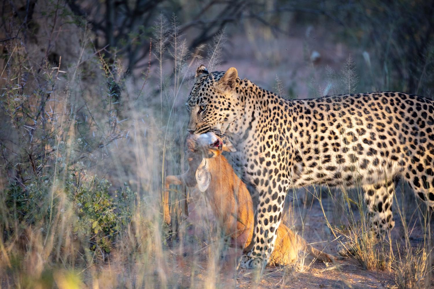 leopard, prey, Okonjima, Namibia