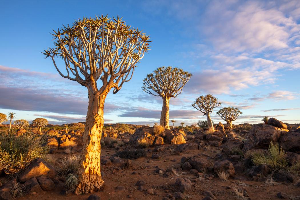 Quiver Trees, Keetmanshoop, Namibia